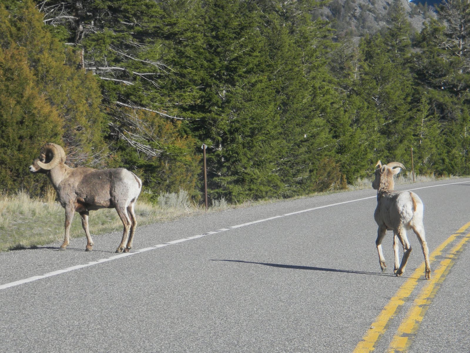 Robyn In Yellowstone: Grizzly Bear X 3 and Sylvan Pass