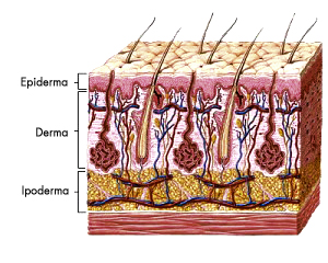 Medichesse di Clo: STRUTTURA DELLA PELLE - 2