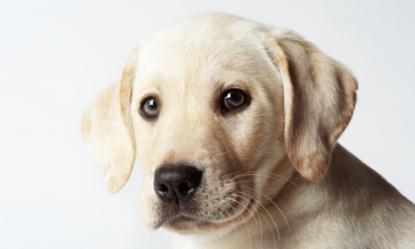 Labrador Breed Standard: Labrador Retriever Official Breed Standards