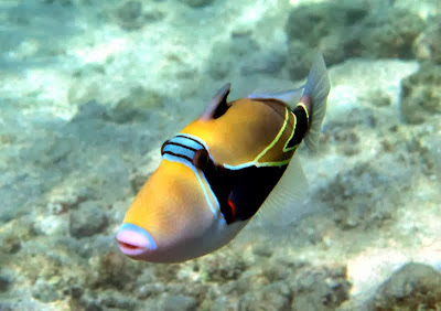 The Wayward Hawaiian: Curious Triggerfish