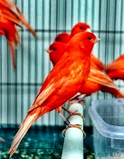 Budidaya Burung: Mengenal Kenari Merah - Agar Gacor