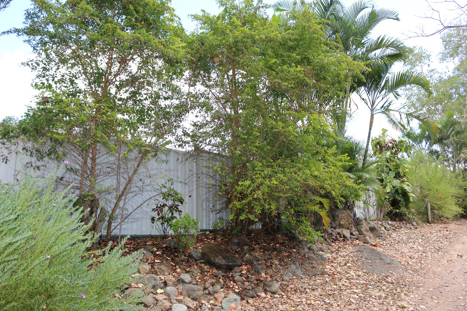 My Dry Tropics Garden: The Harsh End Of The 2015 Dry Season ... My Dry ...