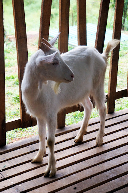 Monte Azul: NEW GOATS ARRIVE!