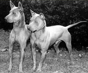 Cambodian Razorback Dog