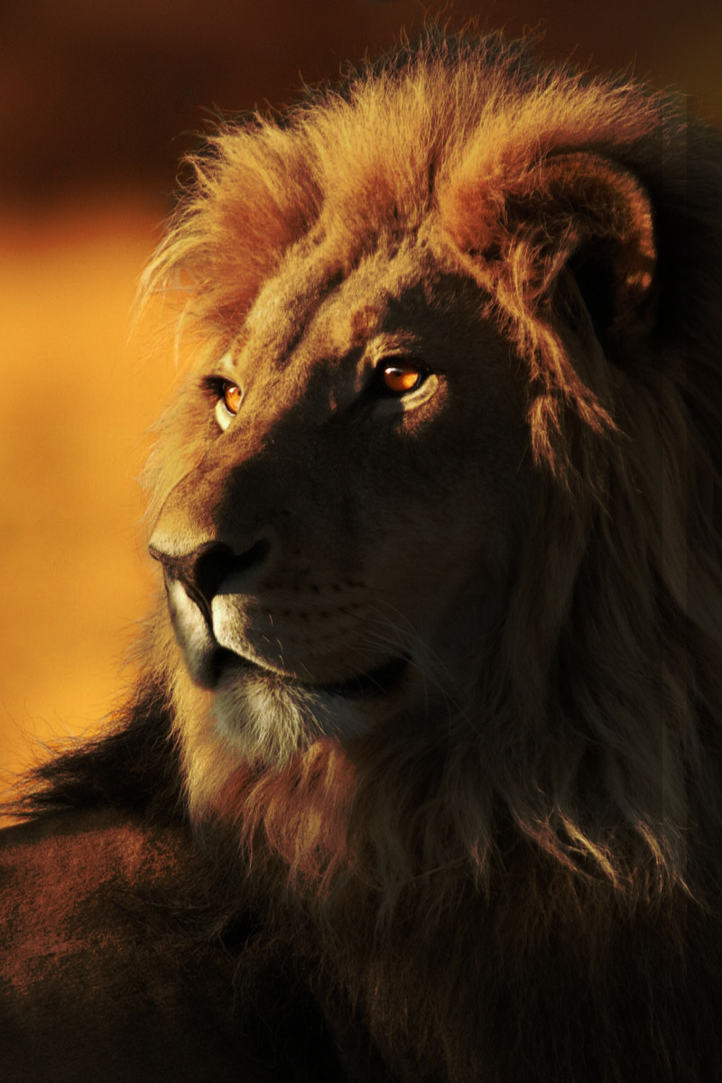 The Spotted Canvas: Red Lion Background