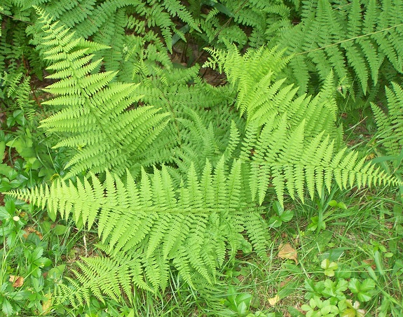 What Grows in my Yard?: Creeping Fragile Fern (Cystopteris protrusa ...
