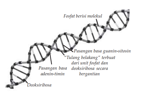 Mengenal DNA dan RNA