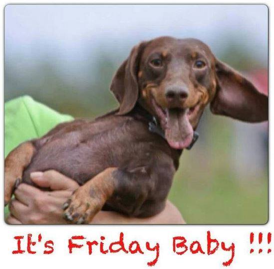 The Dachshund Escapades: HAPPY FRIDAY, DOXIE LOVERS