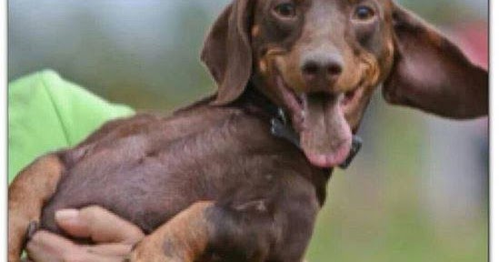 The Dachshund Escapades: HAPPY FRIDAY, DOXIE LOVERS