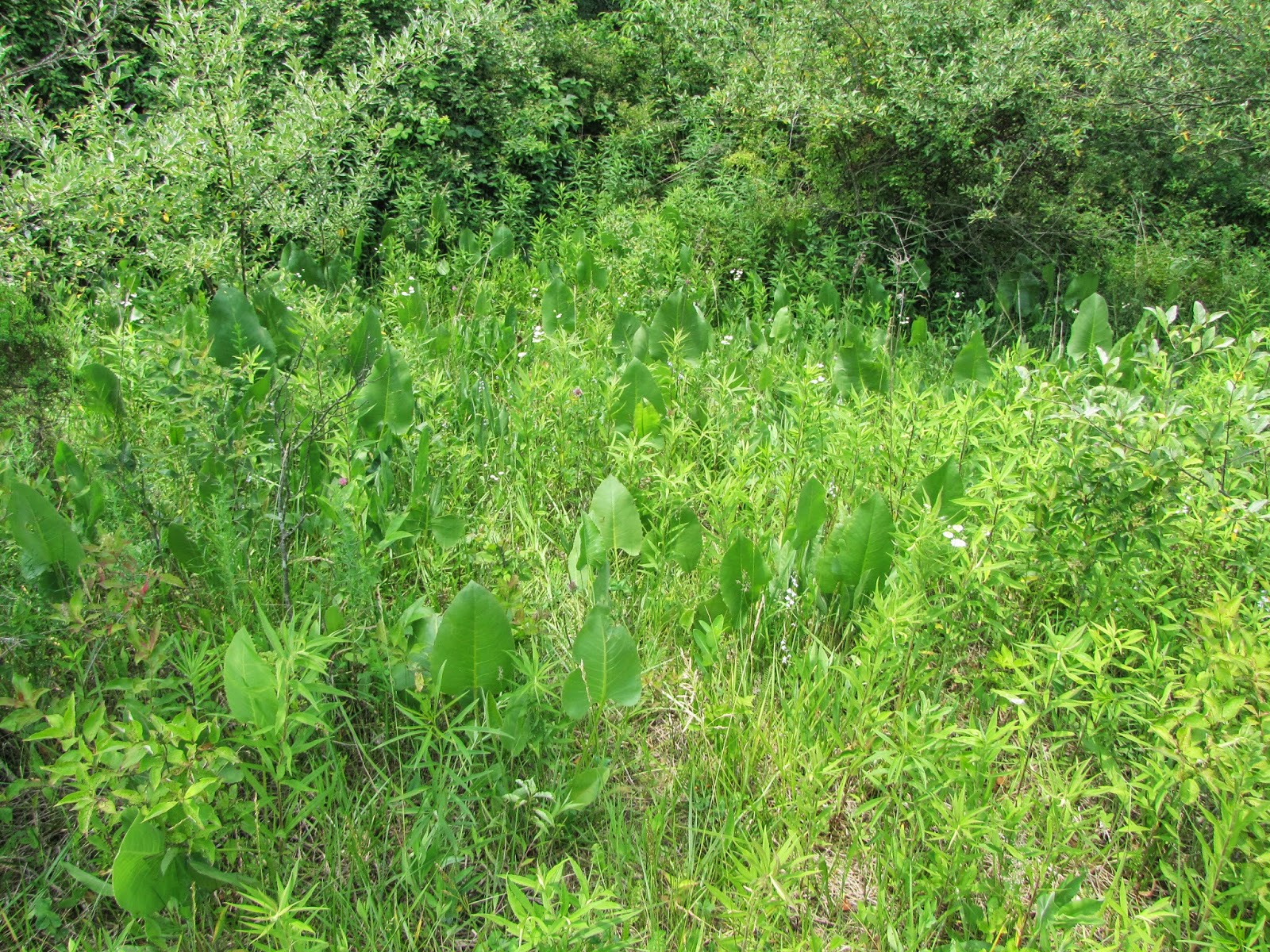 Get Your Botany On!: Early Summer in the Prairie