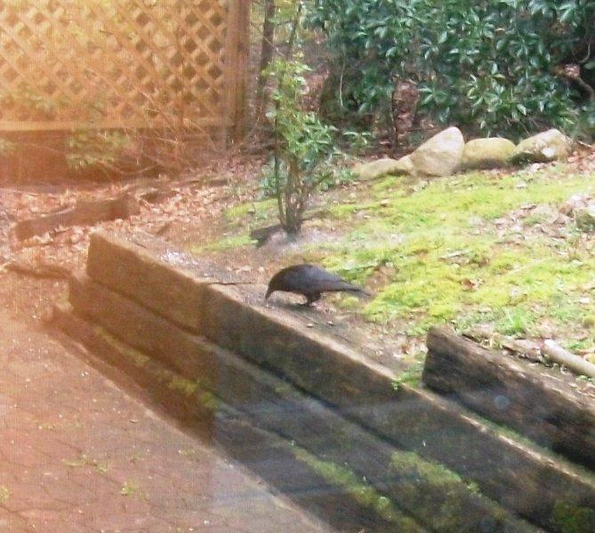 ...SUSAN'S SPACE: LETS HEAR IT FOR CROWS!