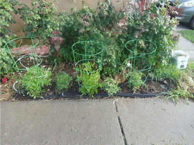 The Scientific Gardener: 2016