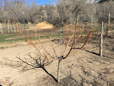 Fruit Tree Pruning at Its Best: 4 Common Fruit Tree Pruning Forms