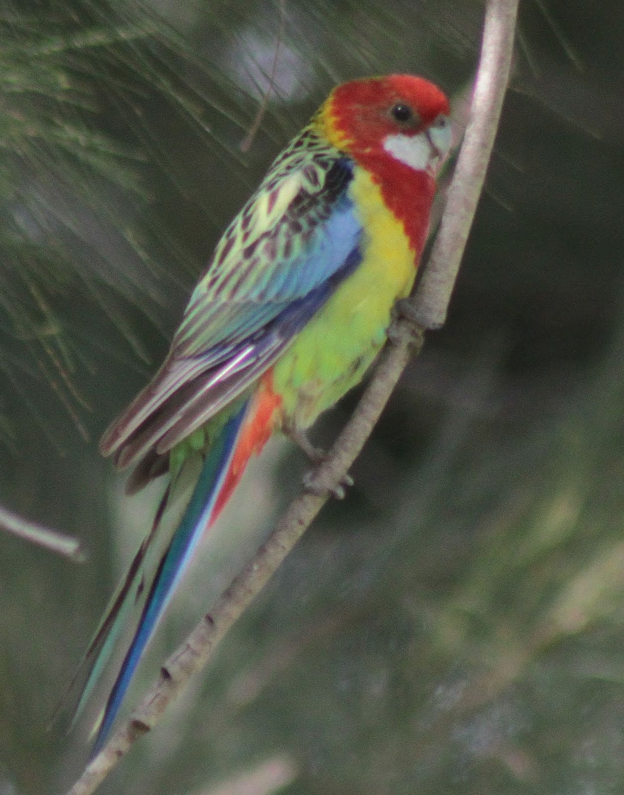 Richard Waring's Birds of Australia: Eastern Rosella