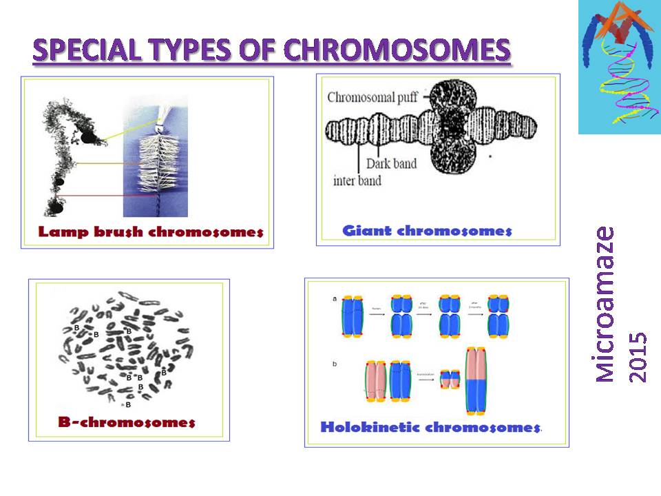 Microamaze: Special Types of Chromosomes