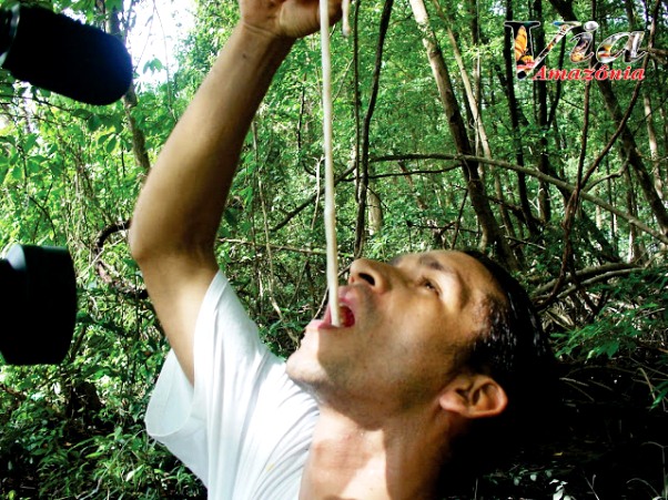 CONHEÇA O REPUGNANTE MAS SABOROSO TURÚ, FONTE DE ENERGIA E VITAMINAS ...