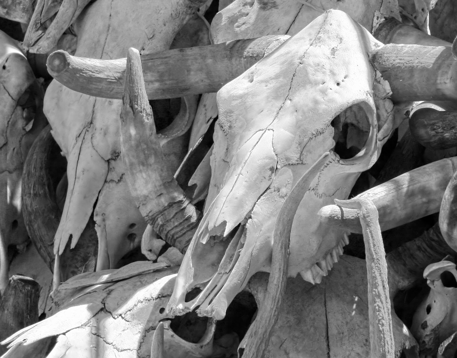 Horsing Around At Home: Yes, please to sugar, no way to bone char........