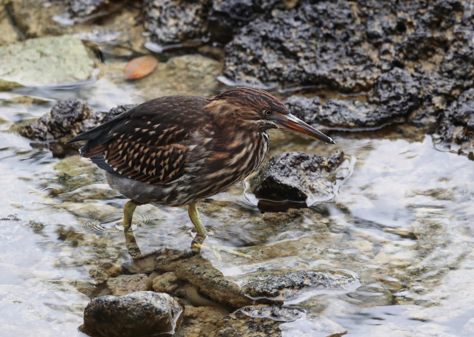 Instantes alados Perú y Ecuador 2018: martinete coronado