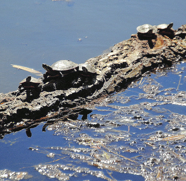 Camera on King & Aurora : Turtle time in warm spring sun