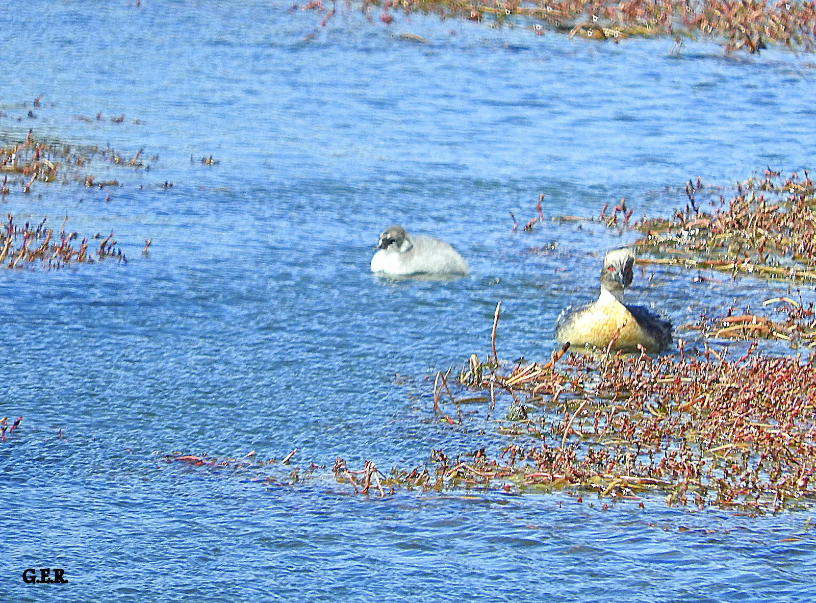 Aves del Golfo San Jorge: Macá plateado (Podiceps occipitalis)