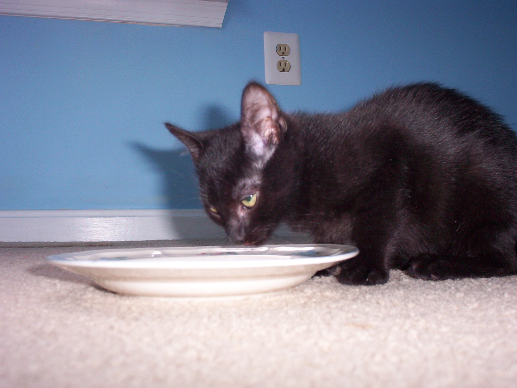 KittenRescues.org - A Second Chance Puppies and Kittens Rescue's Team ...