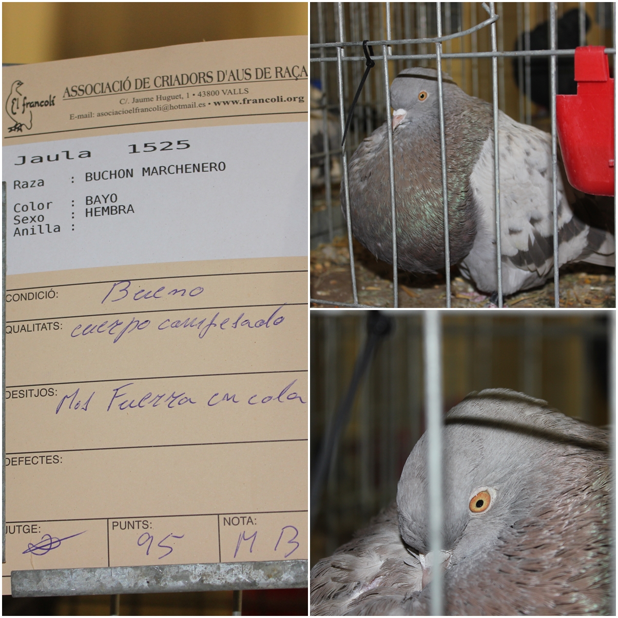 Mis amigas las palomas: Fotos palomas de raza