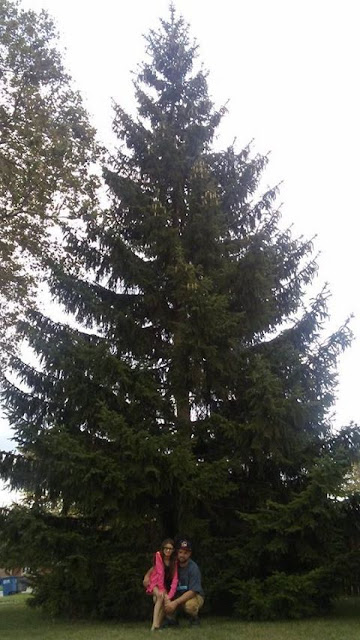 Open Road: Plant a tree....watch it grow