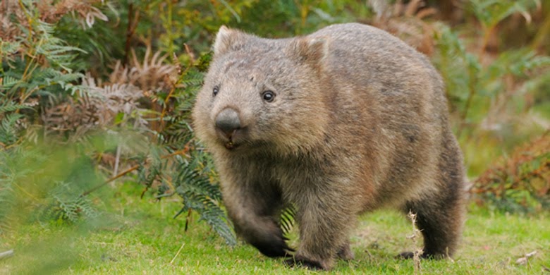 Wombats Animals | Interesting Facts & Latest Pictures | The Wildlife