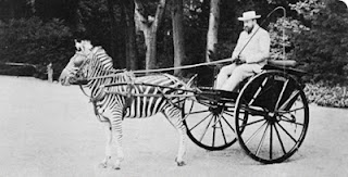 Two Nerdy History Girls: Lord Rothschild's Zebras