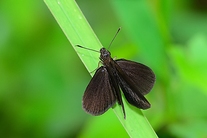 Beauty of Fauna and Flora in Nature: I Discovered Another New Butterfly ...