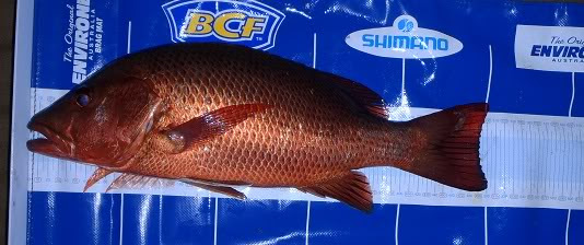 Noosa Yakkers Trip Reports: Four fish, four species. Noosa River 16Nov12