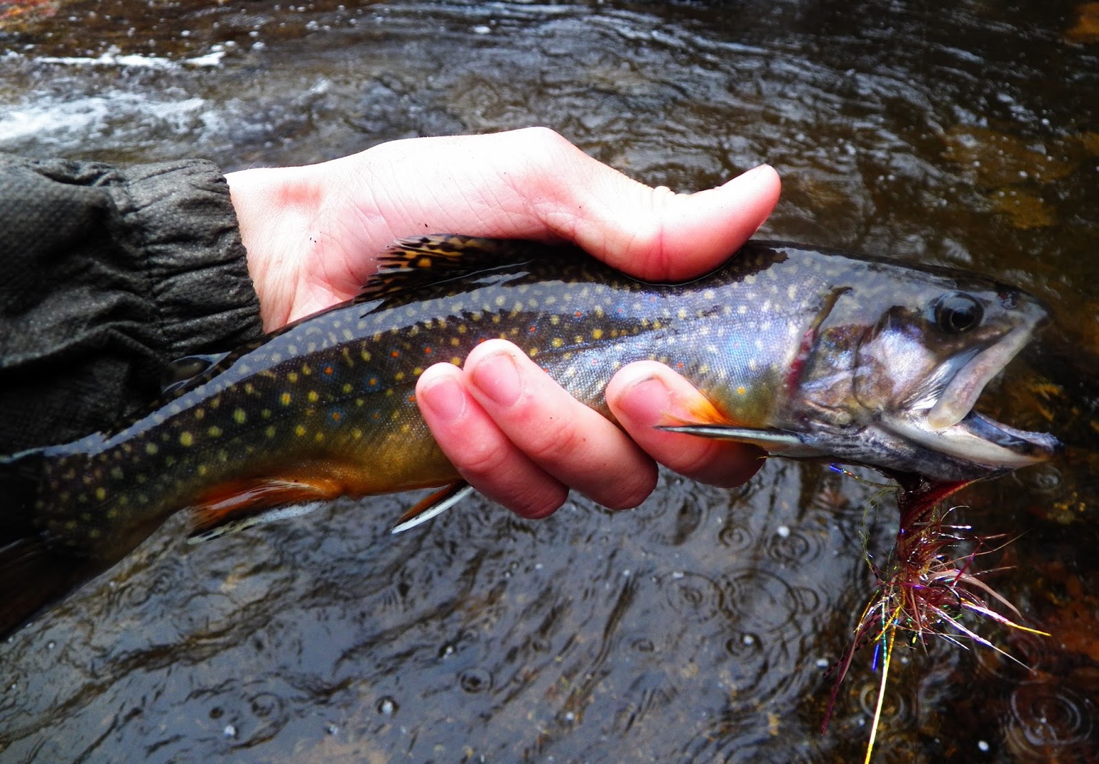 Connecticut Fly Angler: Fishing the Salamander Hatch