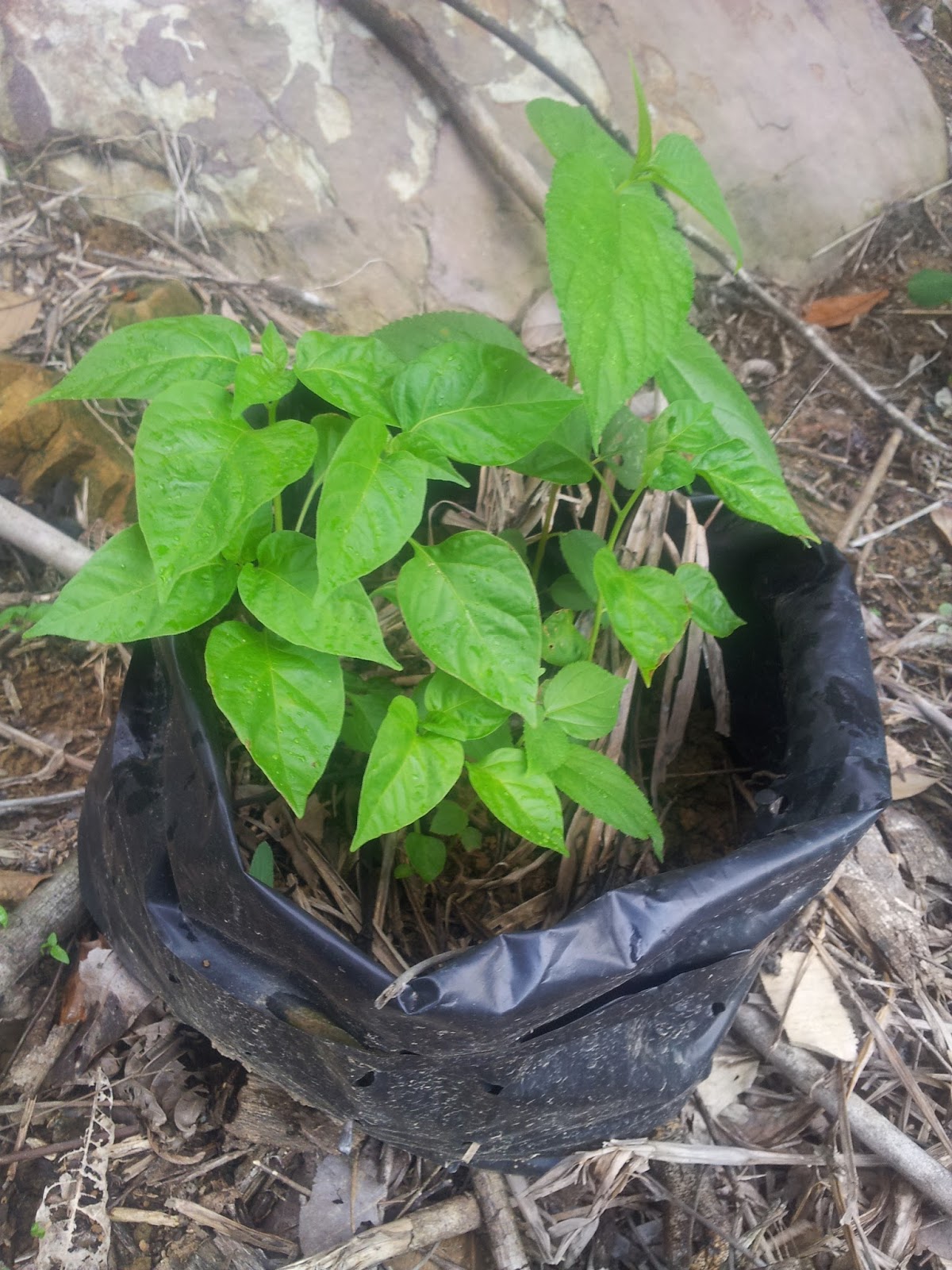 Tanaman Halia: Tanaman Cili Padi yang kedua.