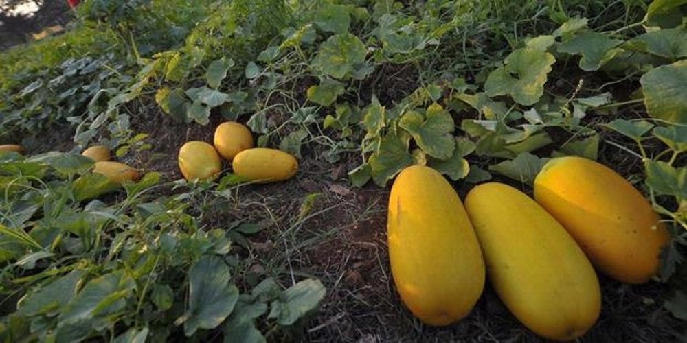BERAGAM MANFAAT DAN KEGUNAAN: MANFAAT DAN KANDUNGAN TIMUN SURI (Cucumis ...