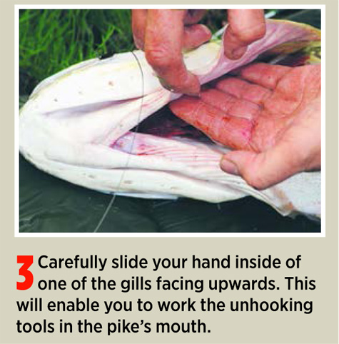 How Safely Unhook A Pike