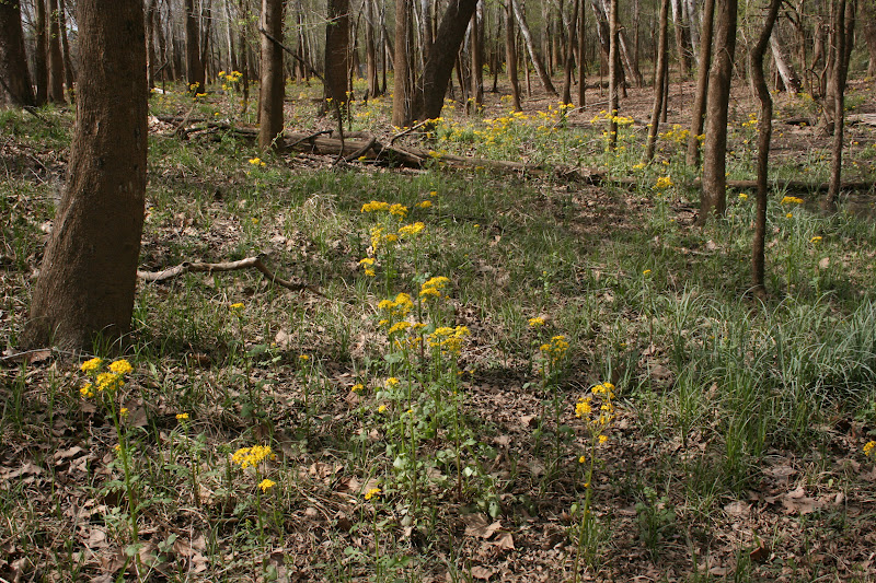 Native Florida Wildflowers: Butterweed - Packera glabella