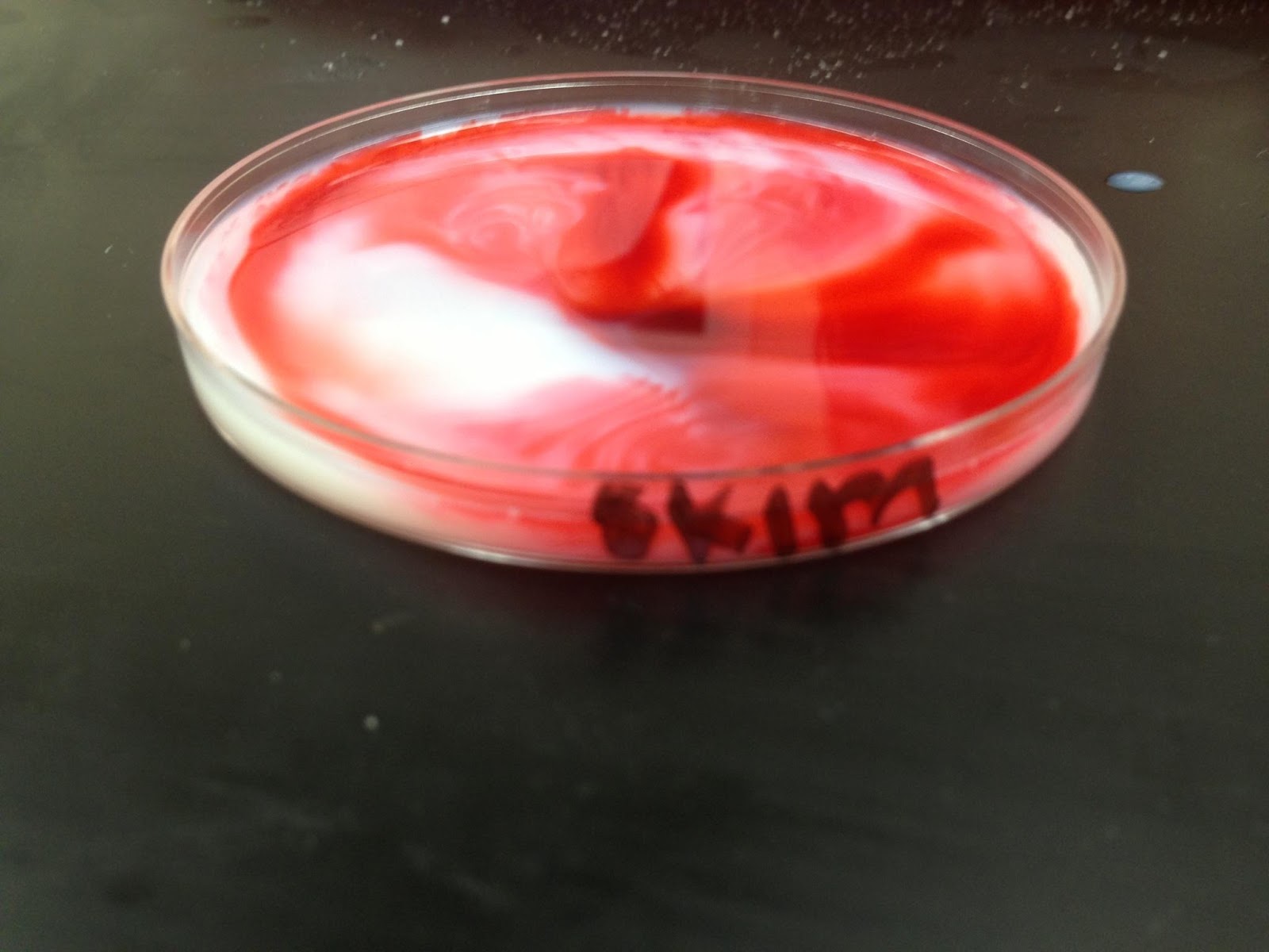 Honors Biology Blog: Dancing Milk Experiment