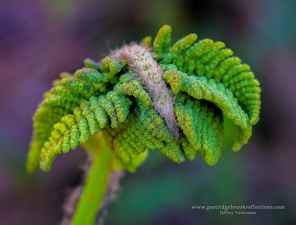 Getting it Right in the Digital Camera : Early Spring Macro Photography