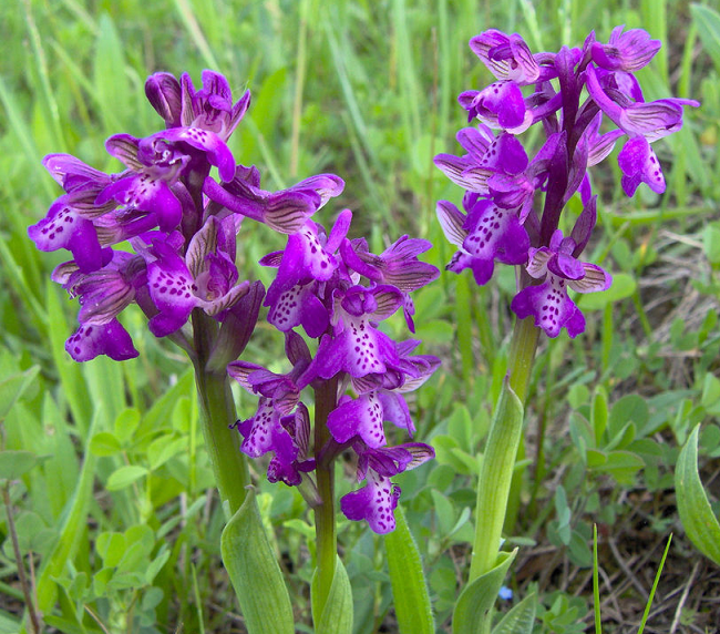 Turklish: Kahramanmaraş Dondurması - The Ice Cream that Seemingly ...