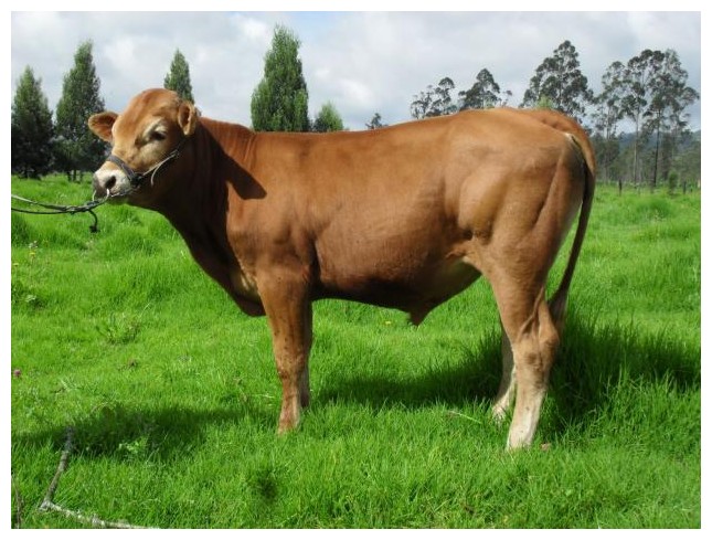 Generalidades de la Ganadería Bovina.: Limousin