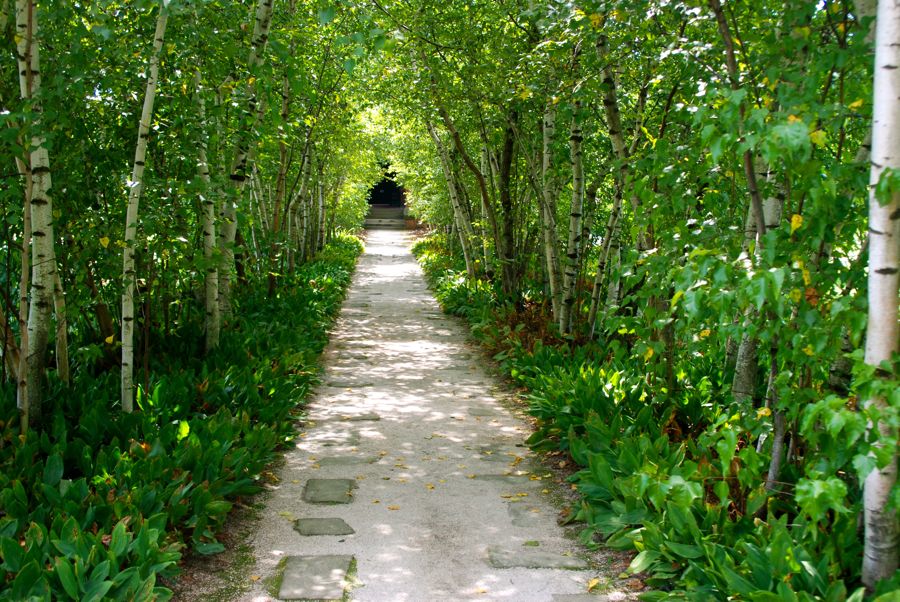 Wife, Mother, Gardener: Birch Allee at Stan Hywet Hall & Gardens