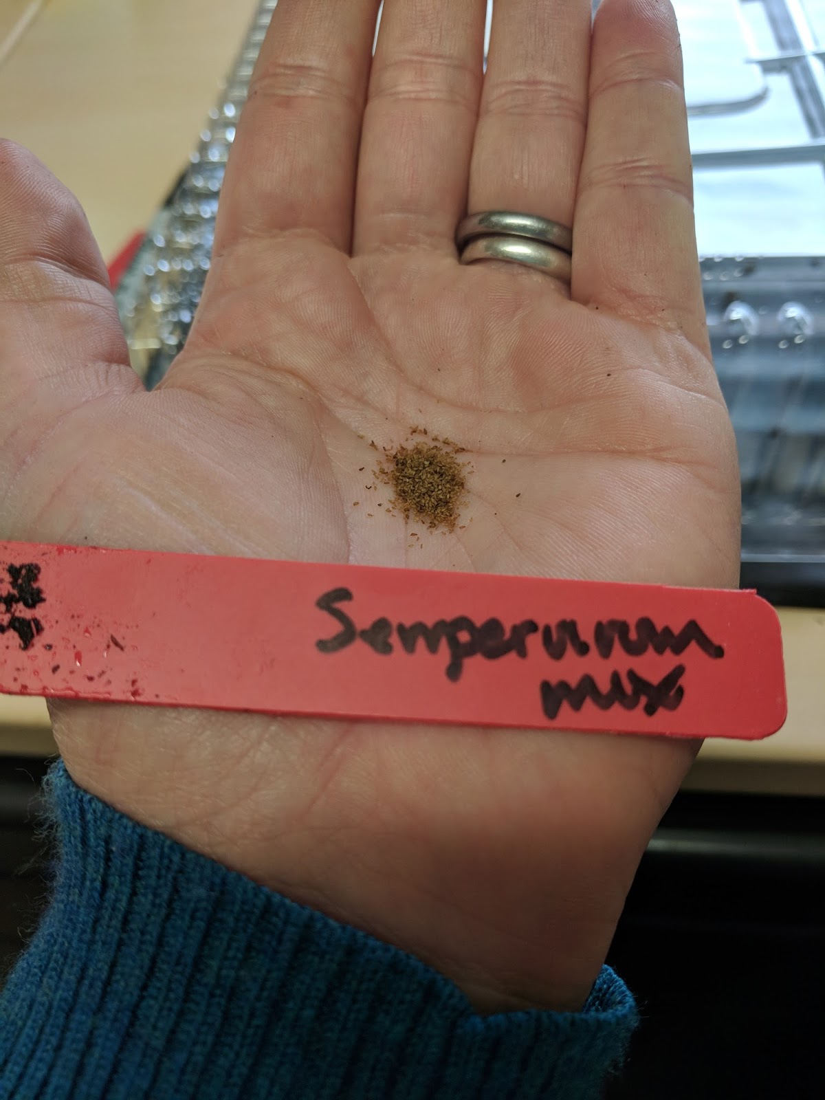 CO-Horts: Adventures with Weird Seeds from the Internet