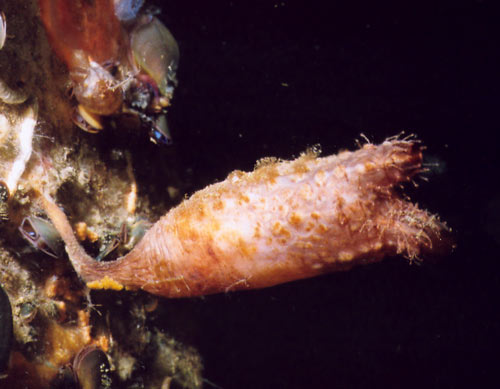 Harbor Watch: The Invasive Club Tunicate