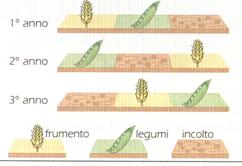 La storia a modo mio: La rinascita: lo sviluppo agricolo e demografico