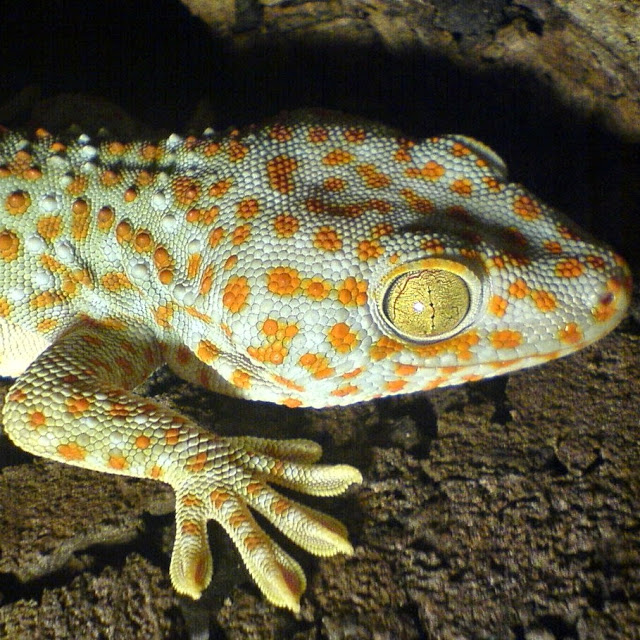 3 Tokek Harga Fantastik