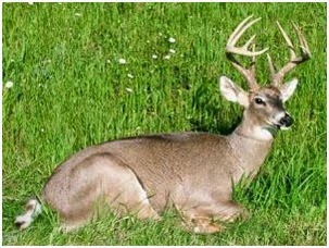 Informasi Untuk Sumbawa: Hewan Ciri Khas Sumbawa