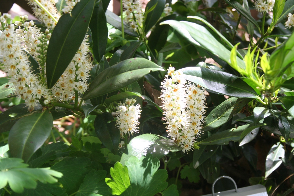 Our Garden Journal: The "Comeback Kids": Dwarf Cherry Laurel