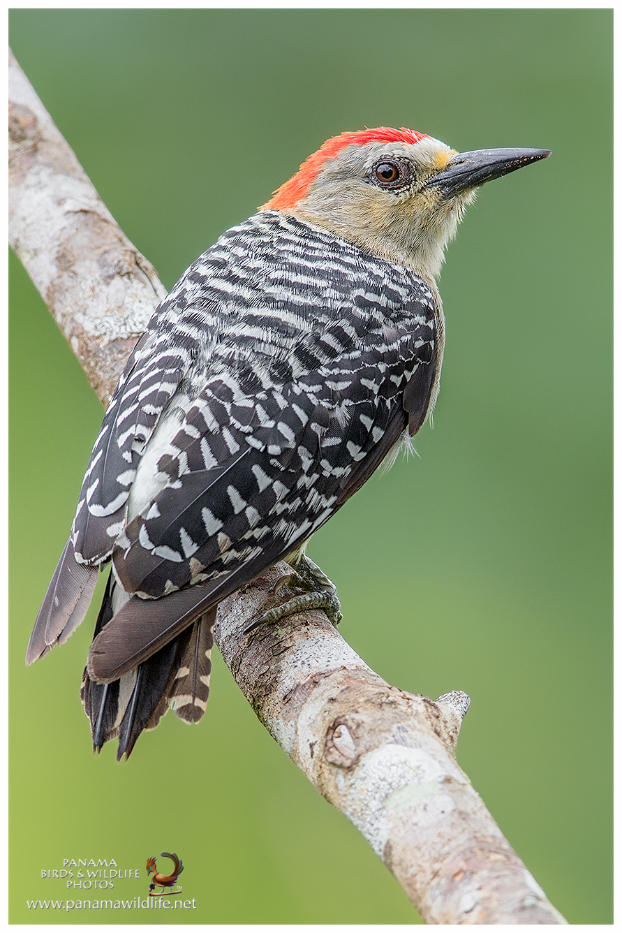 Birding Paradise - the best place for Panama Birds & Wildlife Photos of ...