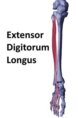 Technical Tuesday and the Extensor Digitorum Longus