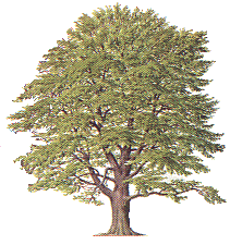 HET HOUT: loof of naaldhout